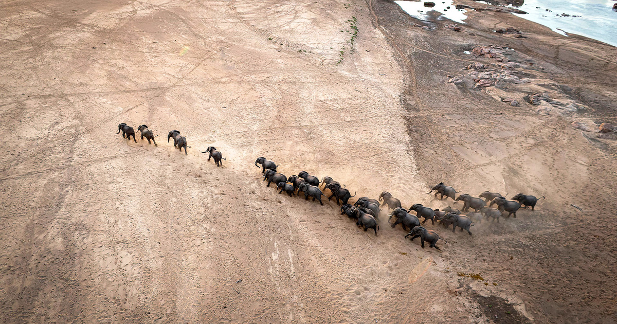 Elephant populations remain stable in the KAZA Transfrontier Area