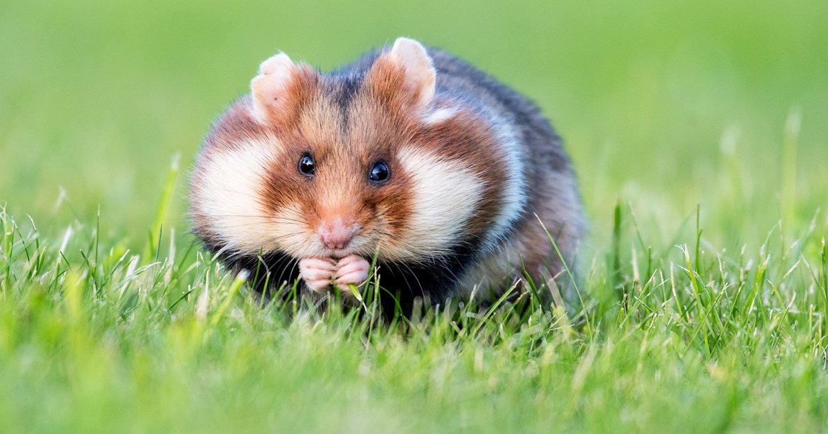 De wilde hamster: een schattig diertje dat ernstig wordt bedreigd