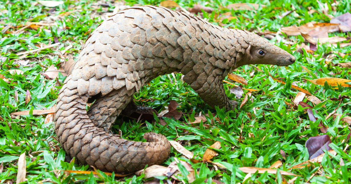 16 of the world’s most endangered animals