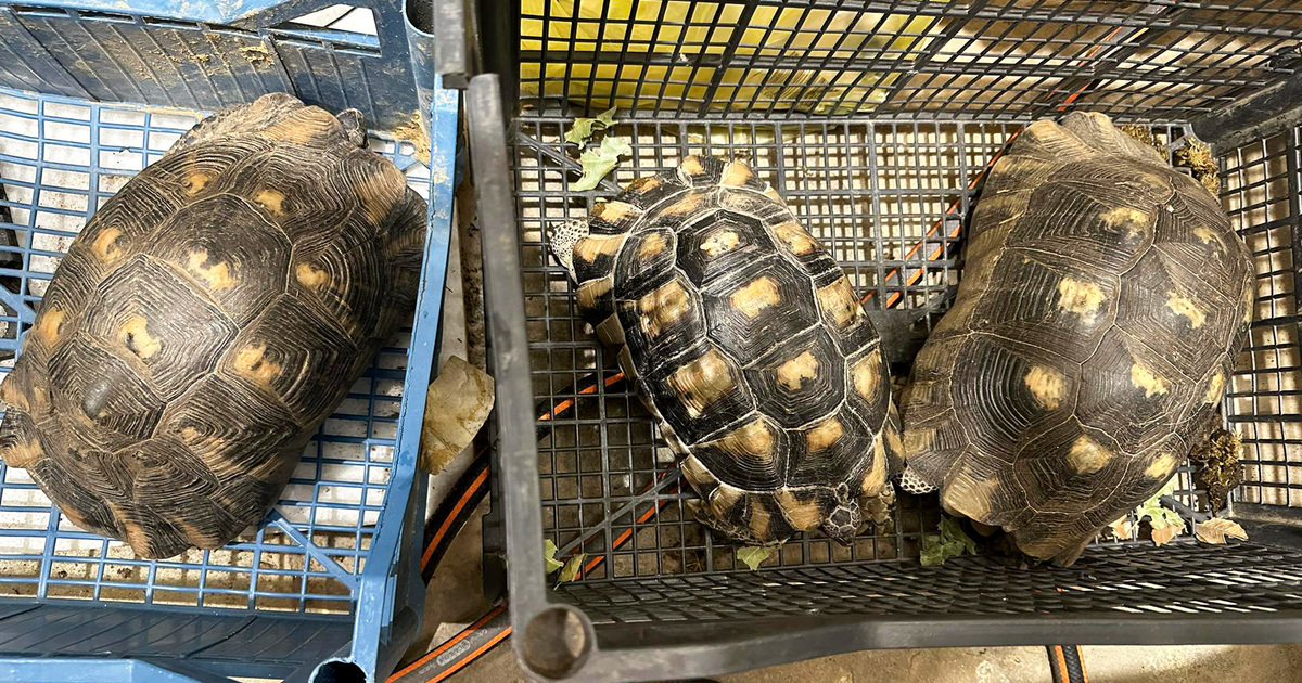 Greek fires: Ecological disaster threatens tortoises