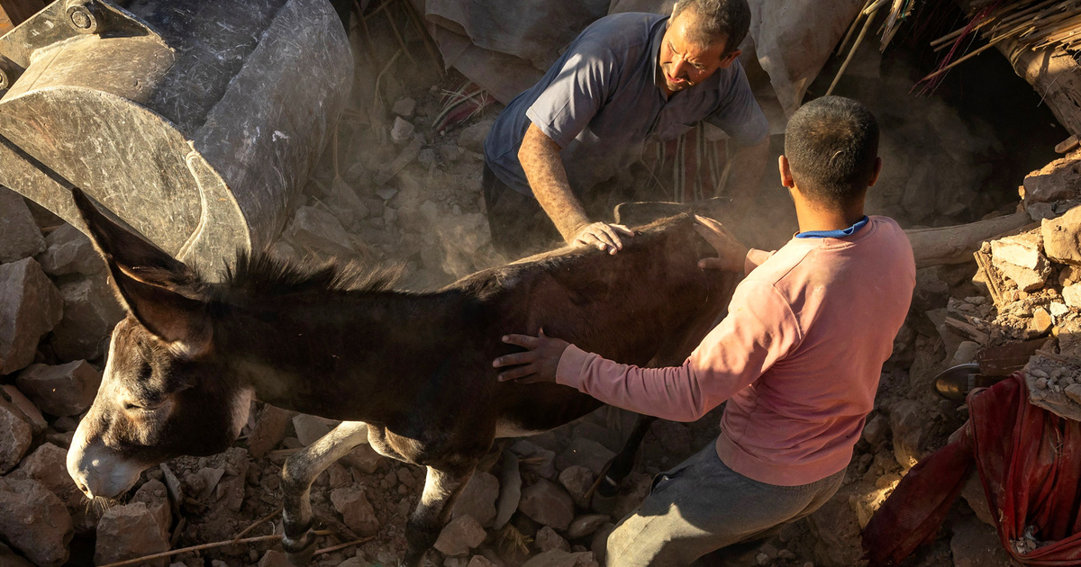 IFAW responds to disasters in Morocco and Libya