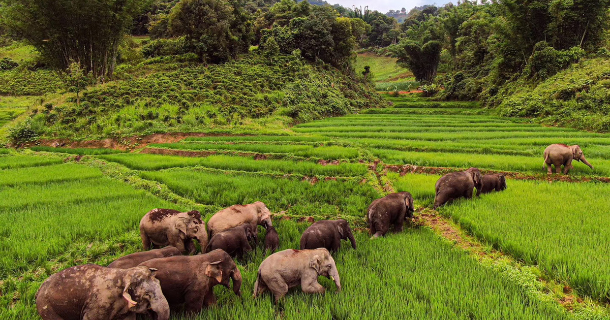 How protecting incomes in China helps protect Asian elephants