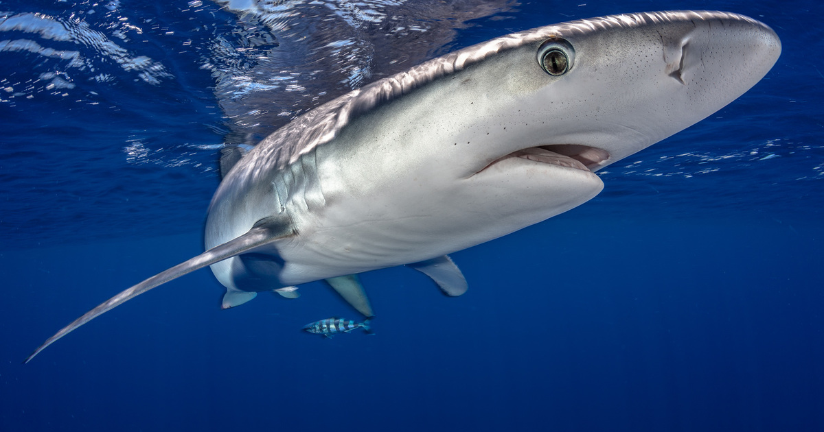 Shark trade in the EU: how new safeguards can protect the specie