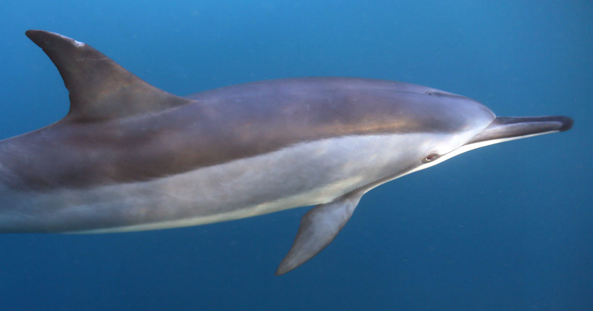 Capture de dauphins dans le Golfe de Gascogne