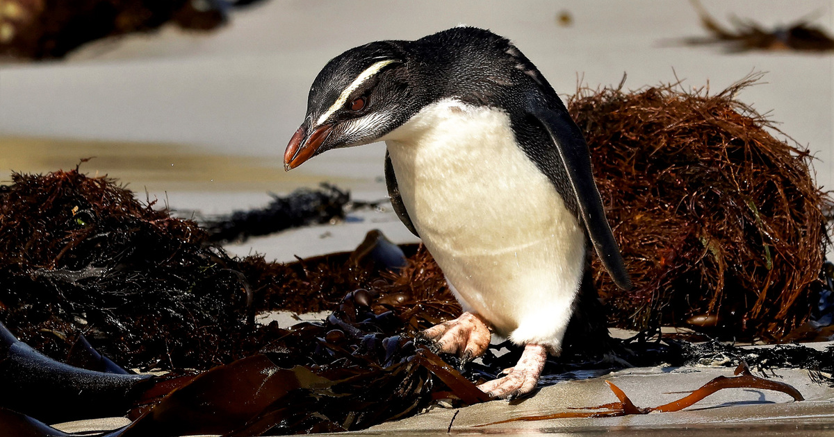 Rescuing and rehabilitating two penguins far from home