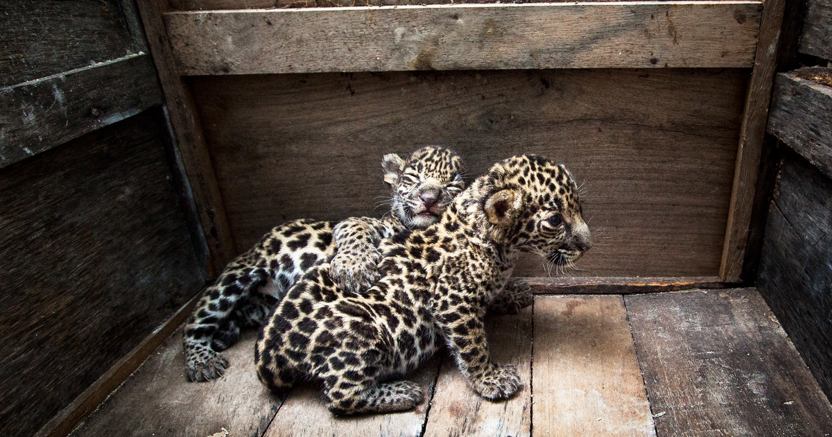 Jaguar Animal Cubs