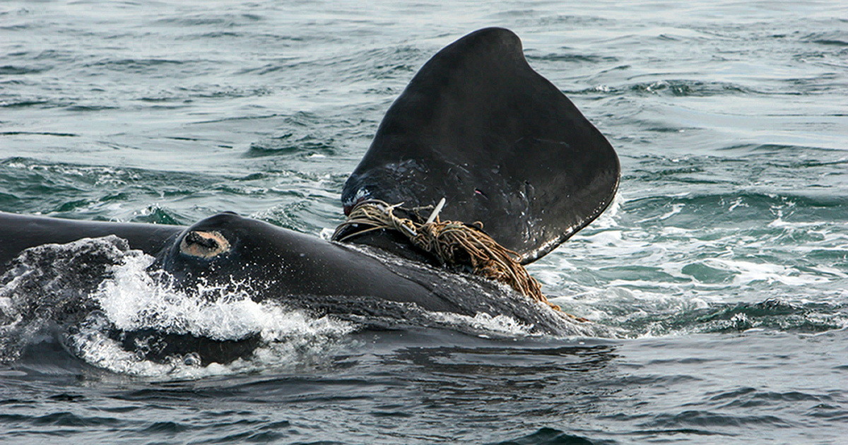 New fishing gear is crucial for saving whales and fishing incomes