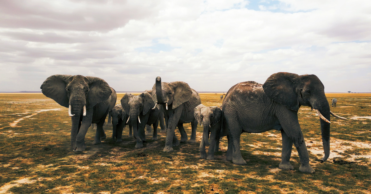 Only a joint effort will save elephants and protect communities
