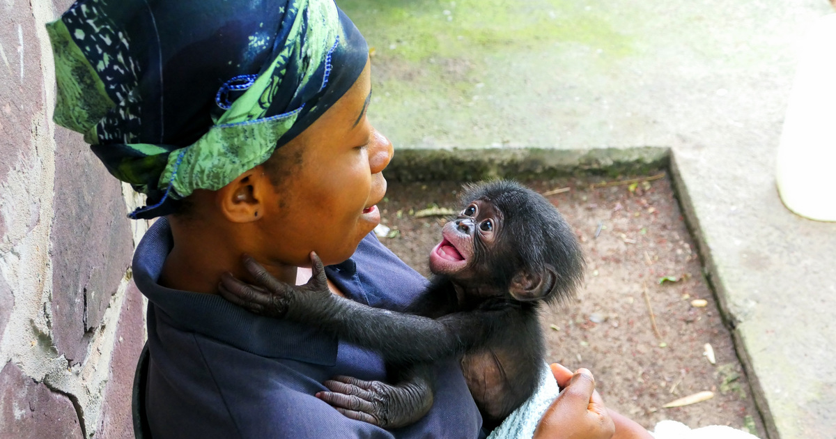 Rescue and recovery of Ikoto, orphaned bonobo sold into captivity