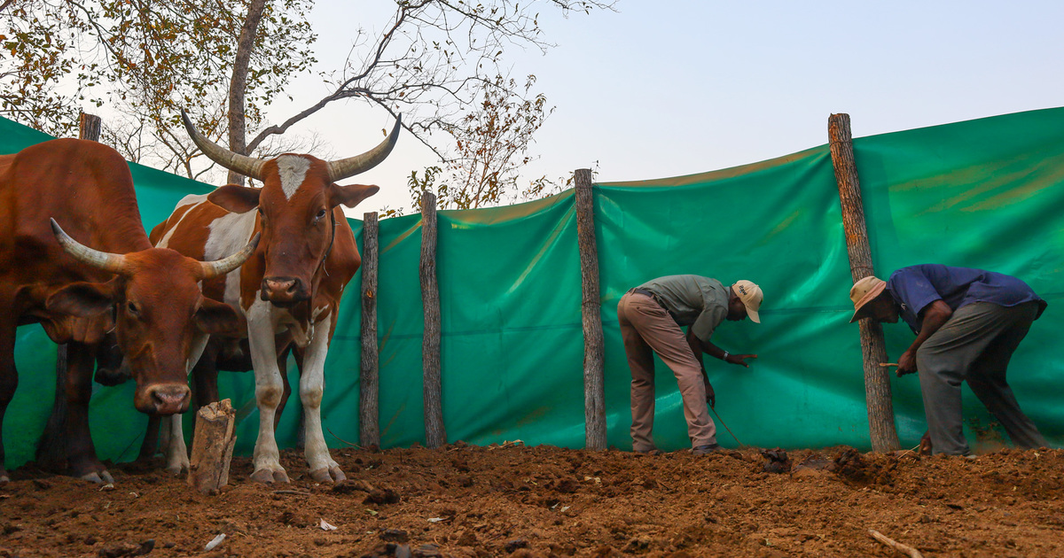 Protecting lions and cattle with innovative bomas
