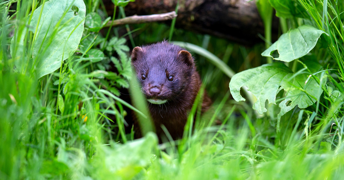 Waarom exotische huisdieren en uitheemse soorten zorgwekkend zijn
