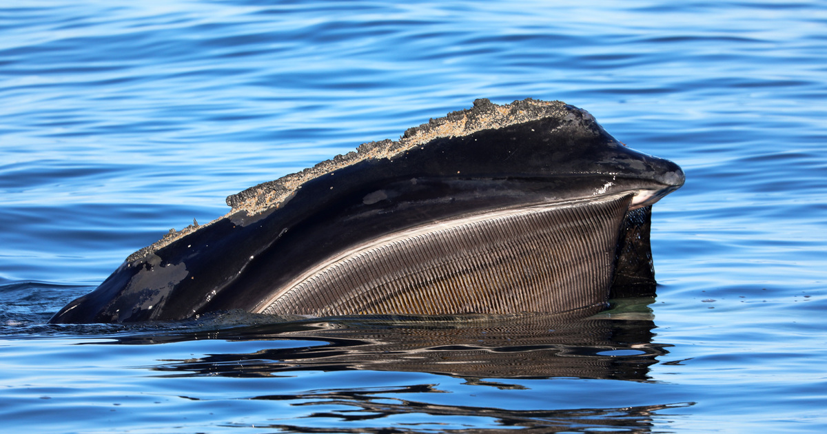 North Atlantic right whale numbers reinforce conservation needs