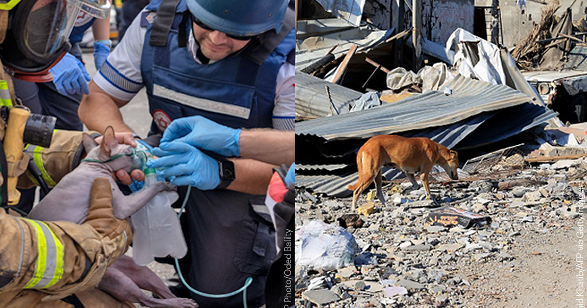 IFAW concerned for people & animals impacted by Israel-Hamas war