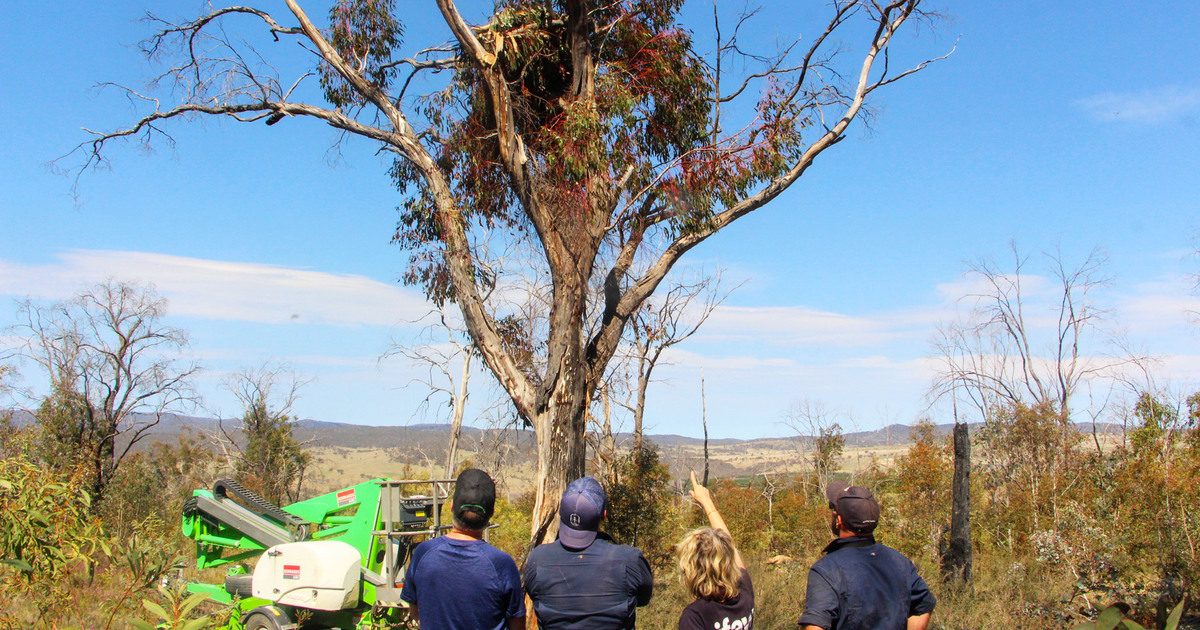 Bushfire recovery works help bring burnt sanctuary back to life