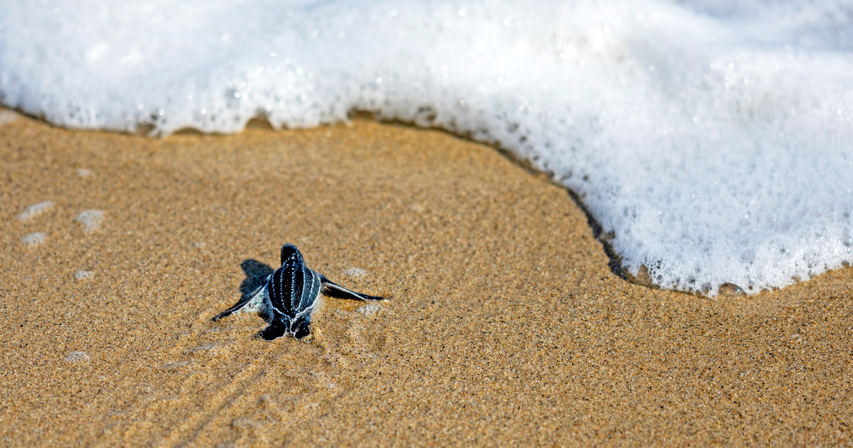 Hurricane Otis threatens Mexico’s endangered sea turtles
