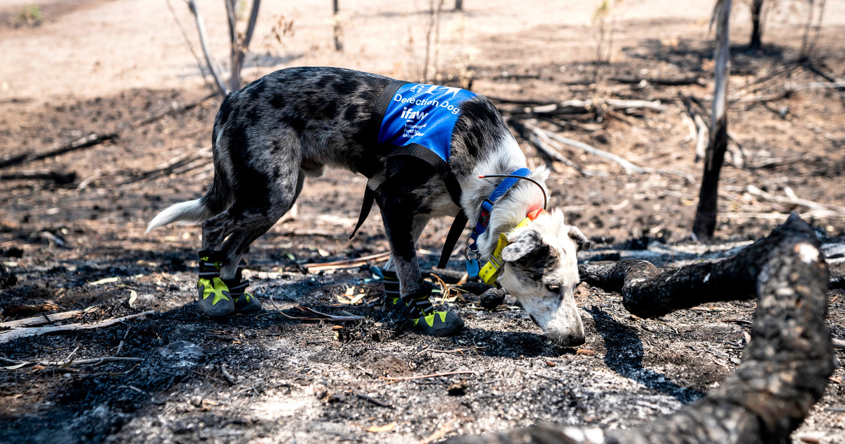 IFAW bushfire response in Australia