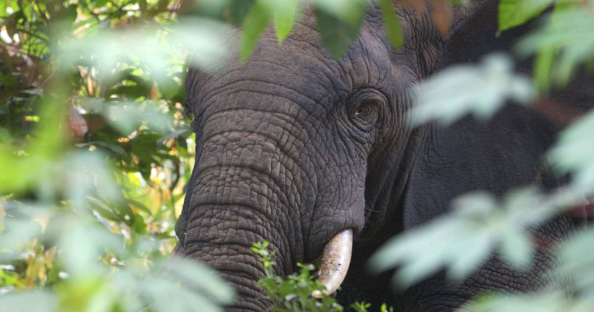 Wild animals are the unsung heroes of climate action