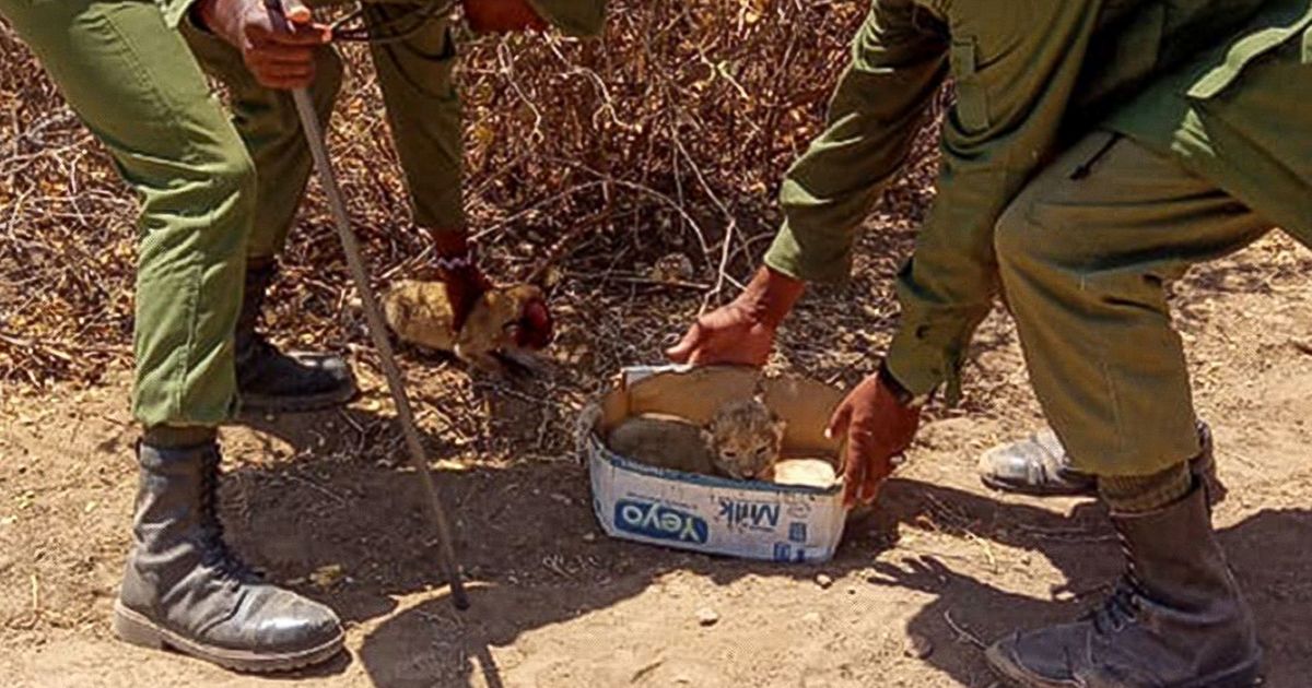 Newborn lion cubs’ rescue shows plight of predators | IFAW