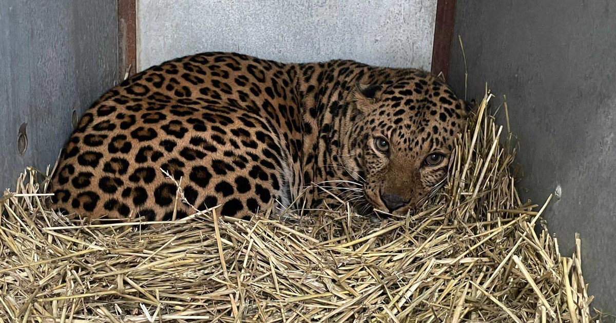 Brave the leopard finds safety from Ukraine in Spain