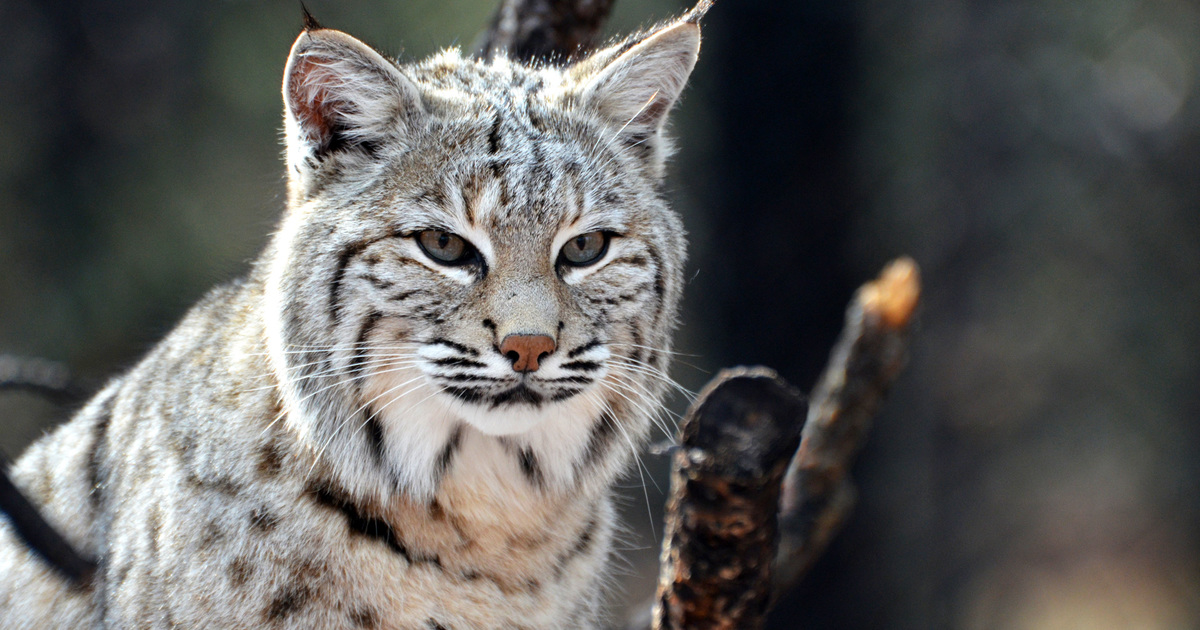 20 of the most fascinating animals in North America