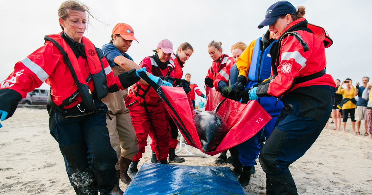 Celebrating 25 years of marine mammal rescue