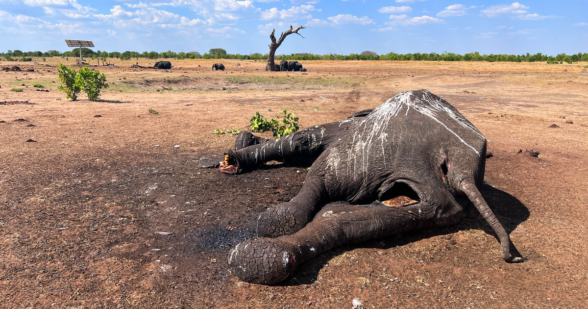 Crisis looms as dozens of elephants die in Zimbabwe