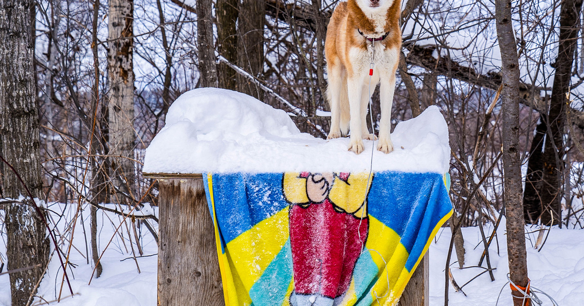 Helping to restore the canine connection