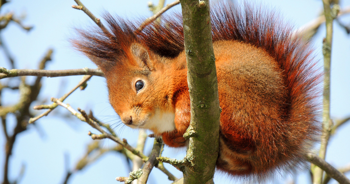 12 of the most fascinating animals in Europe