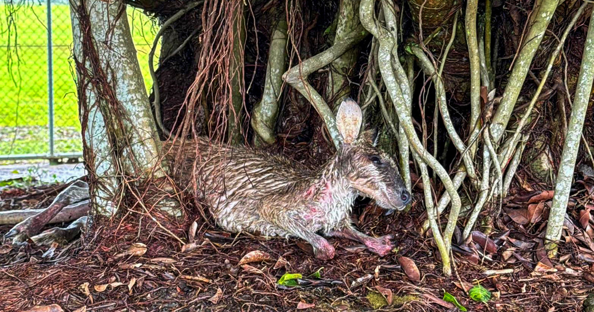 IFAW supports animal rescue in Queensland after Tropical Cyclone