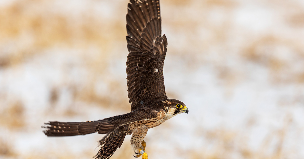 13 bedreigde diersoorten hersteld door natuurbescherming