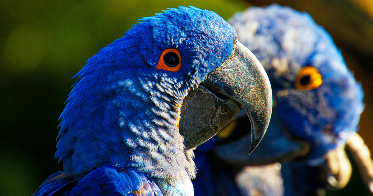 16 of the most endangered animals in South America in 2025