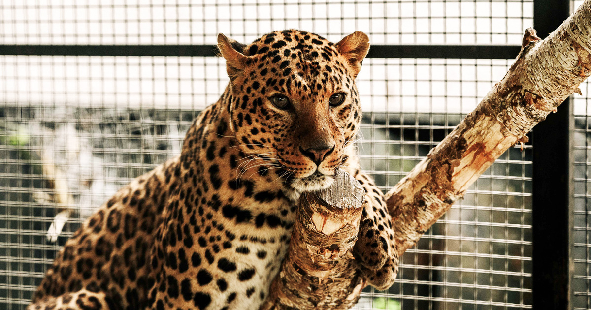 Ukraine : soigner les grands félins pendant la guerre