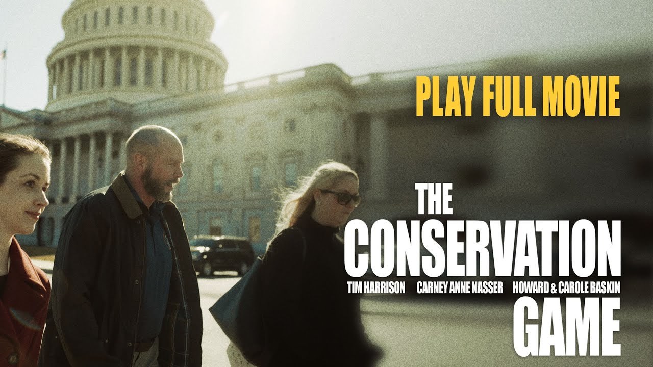 an investigation into the secret world of the big cat trade