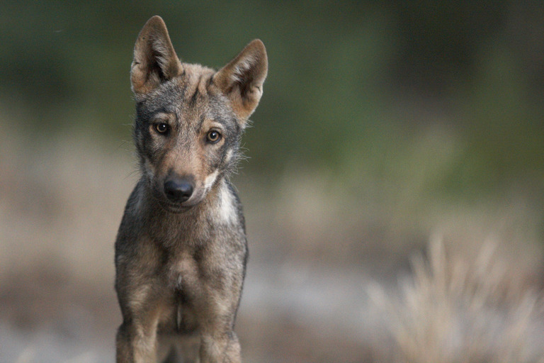 Wolf Dier Mexicaanse Wolf Feiten, Dieet, Leefomgeving & Foto's Op