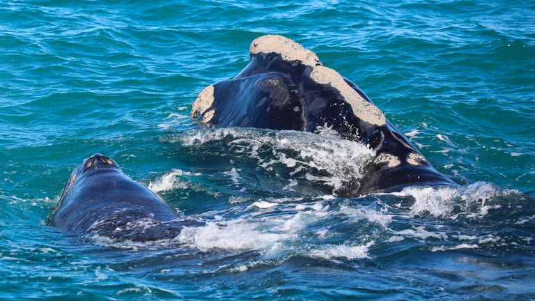 Pasgeboren Walvis