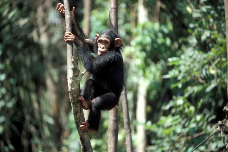 Chimpanzees In The Wild Walking
