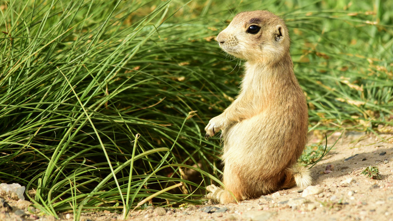 Prairie Dogs As Pets Pet Prairie Dog Totally Holds His Own While
