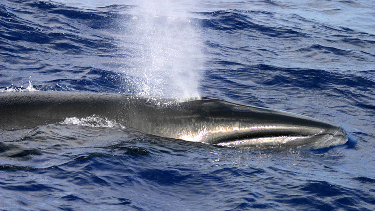 Right Whale Dolphin Top Speed