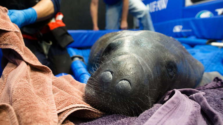 Manatees Cape Verde