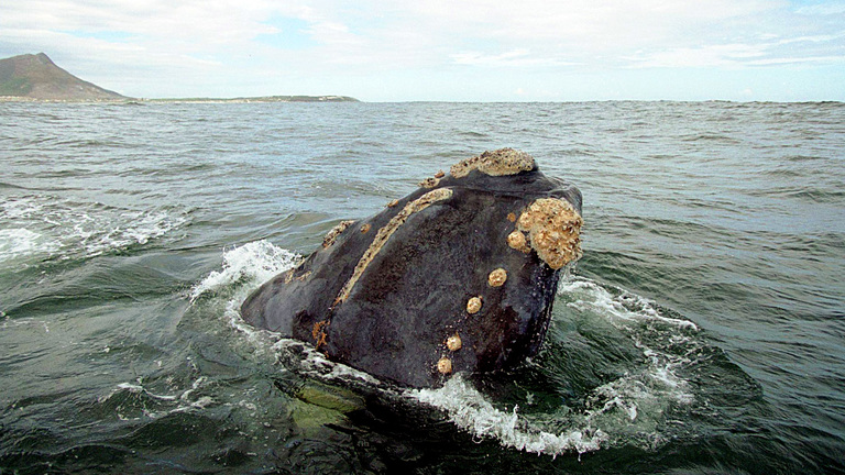 Top 10 Most Popular Animals 10 Fastest Animals Of The World | Times