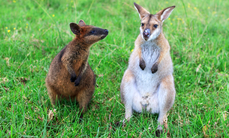 Marsupials Mammals Examples