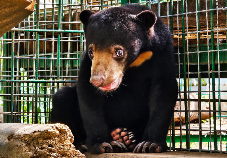 Sun Bear Hd Wallpapers