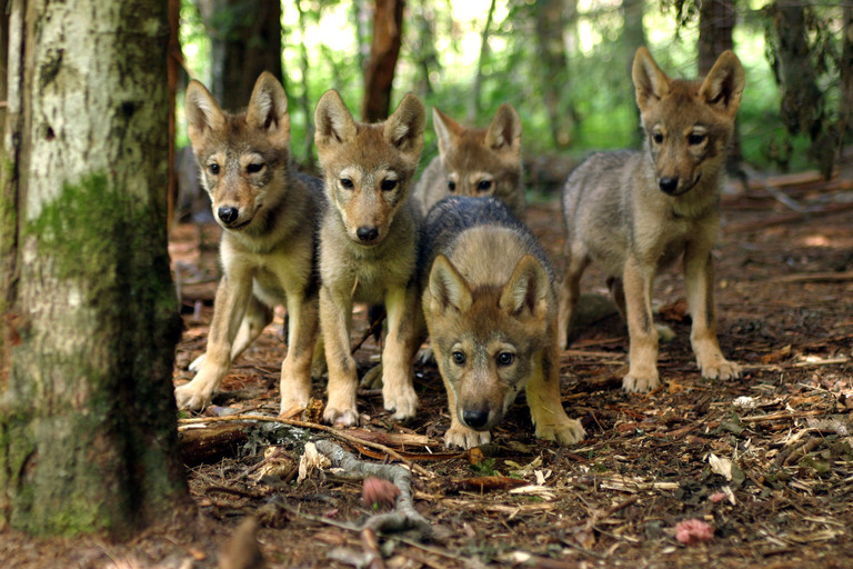 Rode Wolf Pups Poster Wolf Welp Dier 75x75 Cm | Bol