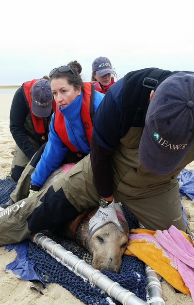 Seal sedation is better than death from entanglement | IFAW