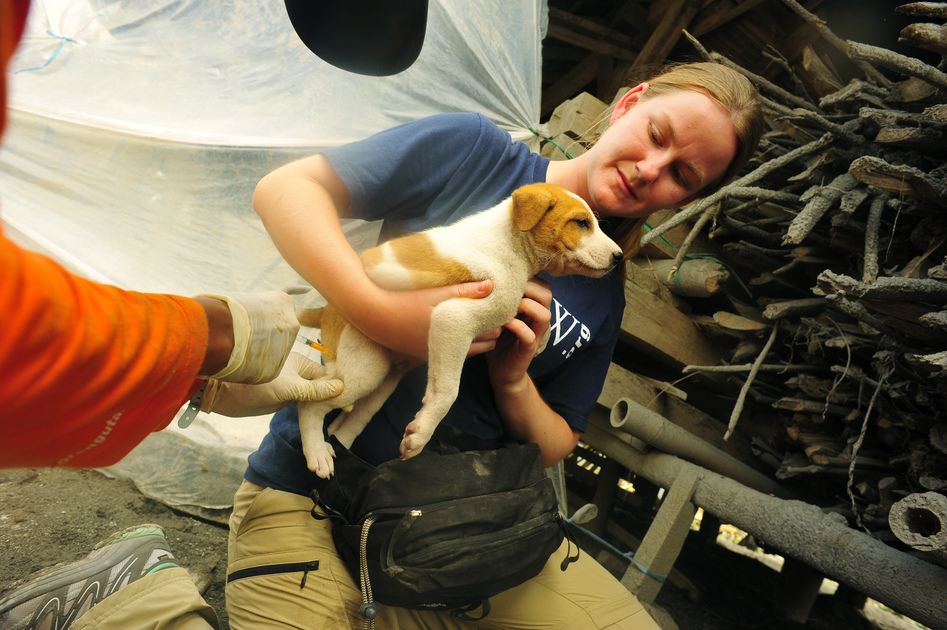 Animals need our help before, during, and especially after disaster ...