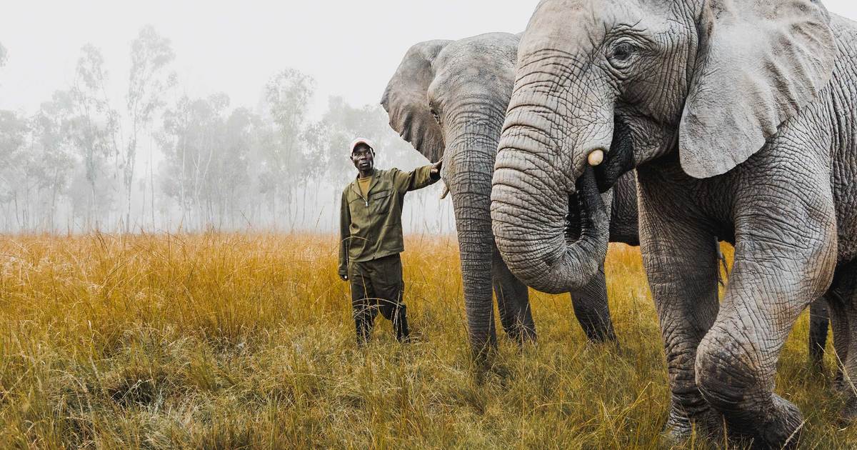 Our work - Projects | IFAW