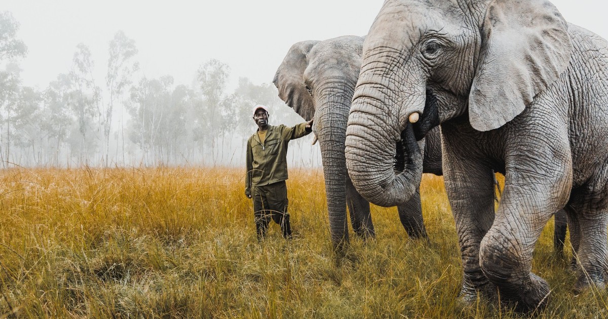 Wildlife Rescue Program | IFAW