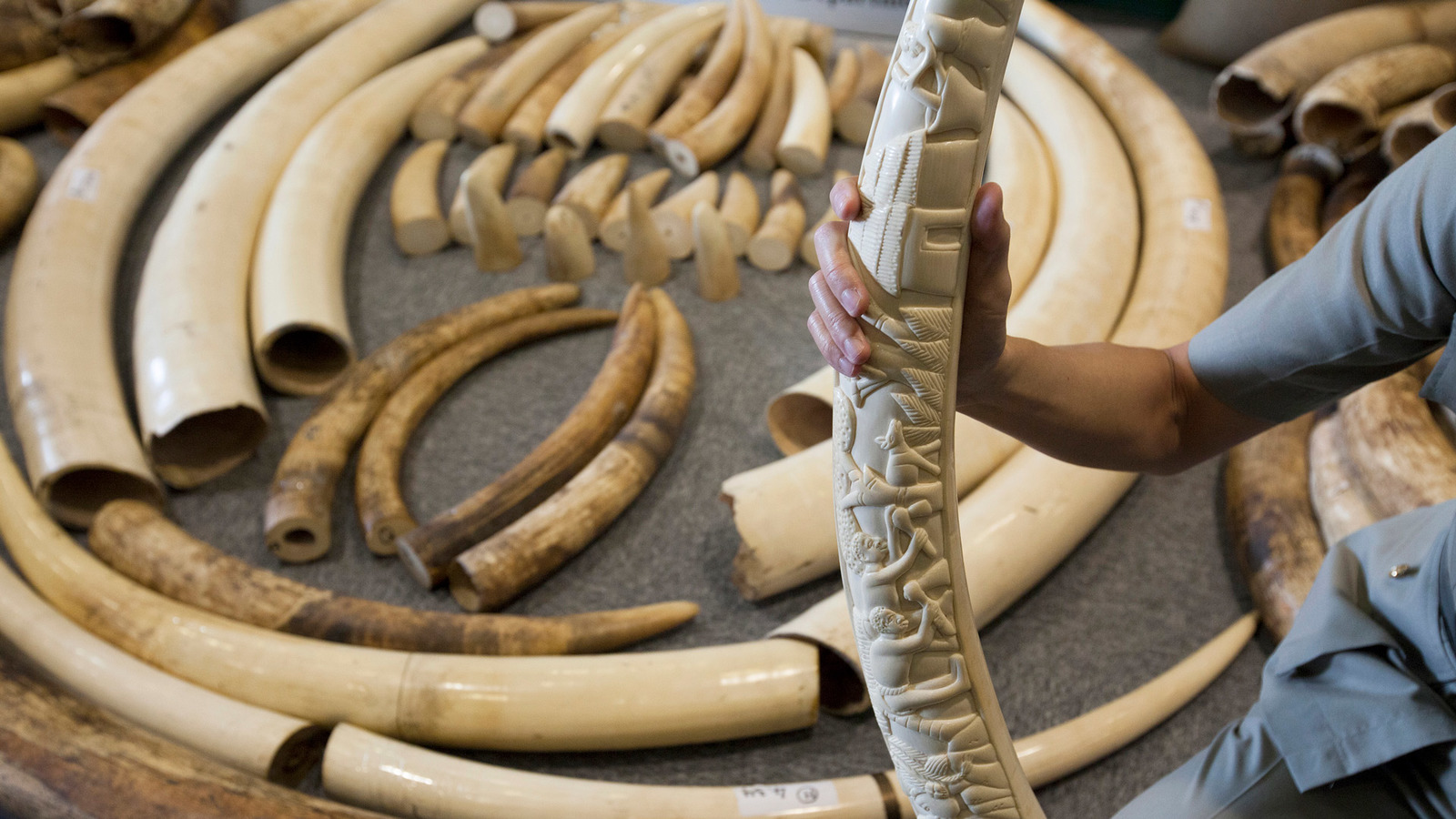 Ivory Elephant Tusks