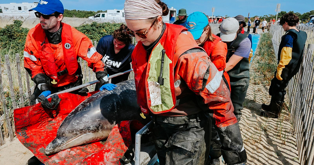 Marine Mammal Rescue