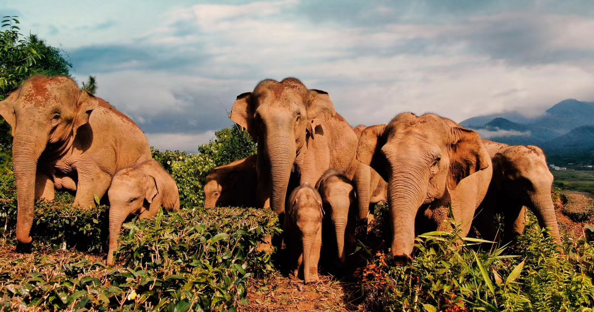 Asian elephant protection – China | IFAW